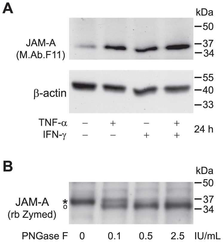 JAM-A (CD321) Antibody (36-1700)