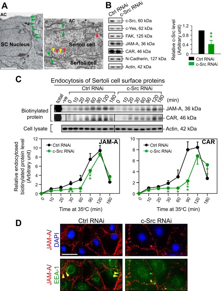 JAM-A (CD321) Antibody (36-1700)
