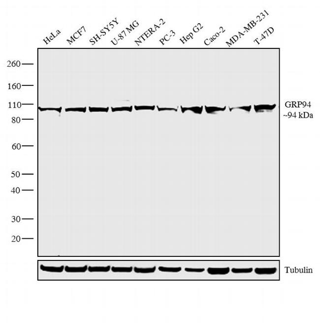 GRP94 Antibody (36-2600)