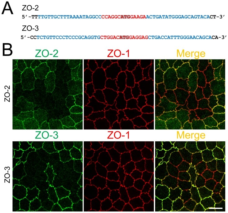 ZO-2 Antibody (38-9100)