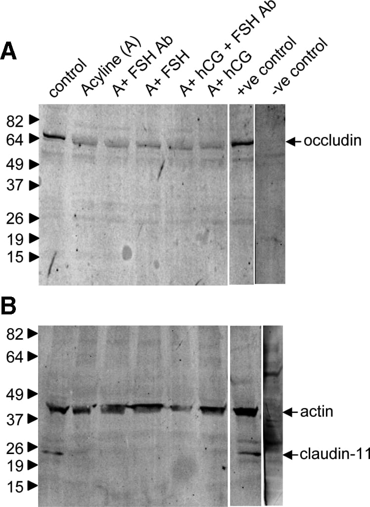 Claudin 11 Antibody (36-4500)