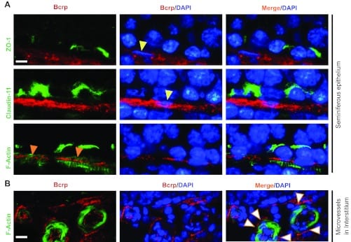 Claudin 11 Antibody (36-4500)