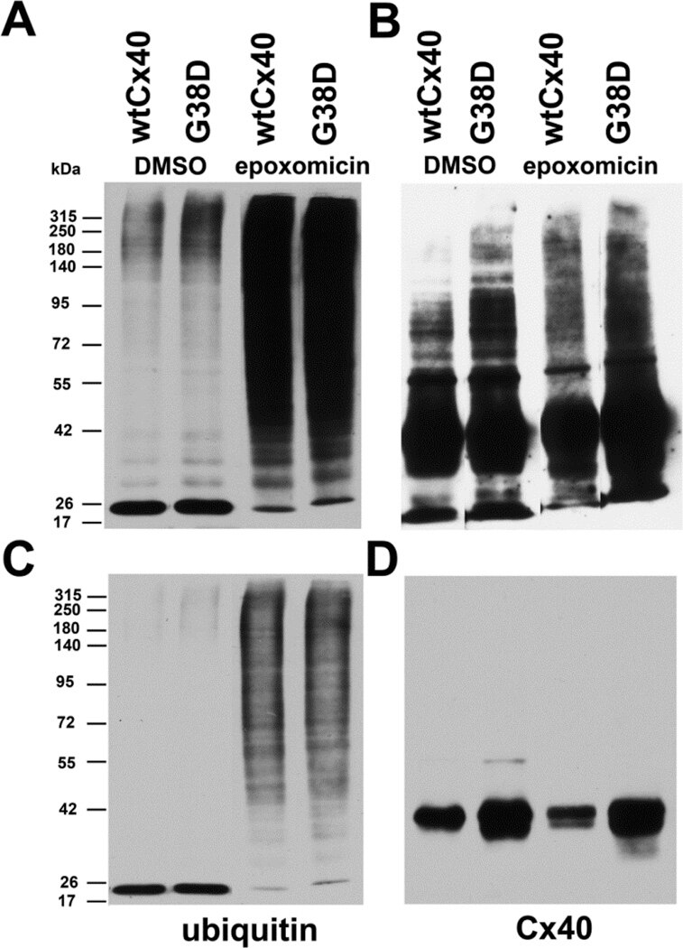 Connexin 40 Antibody (36-4900)