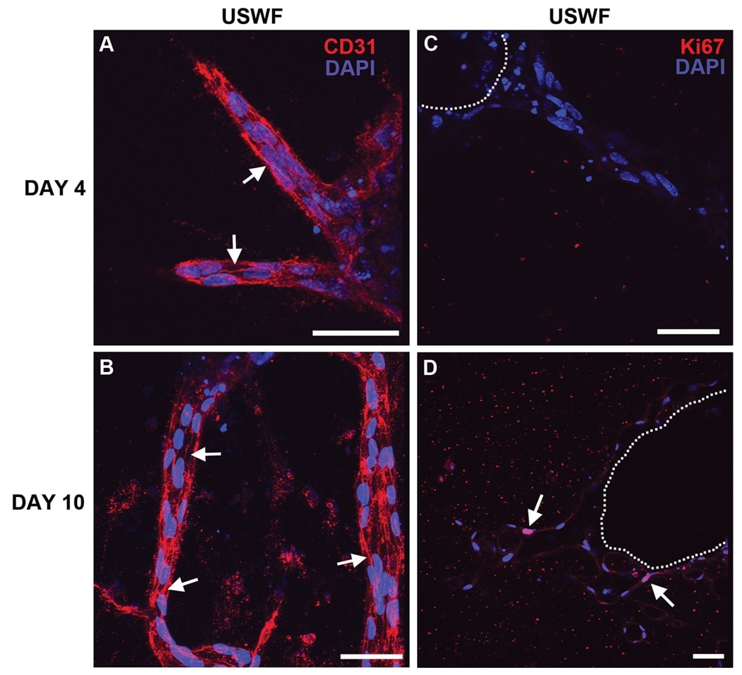CD31 Antibody (37-0700)