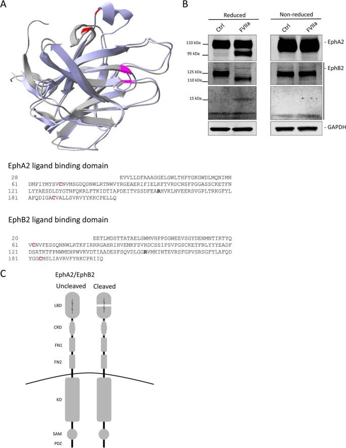 EphB2 Antibody (37-1700)