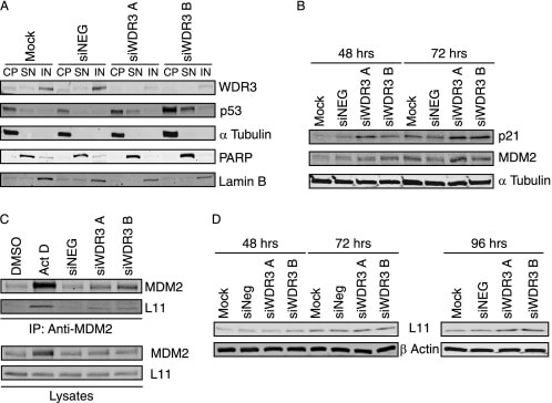 RPL11 Antibody (37-3000)
