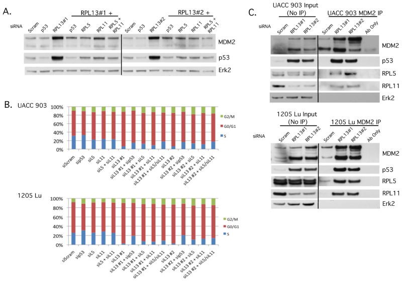 RPL11 Antibody (37-3000)