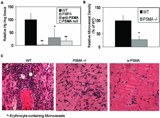 PSMA Antibody (37-3900)