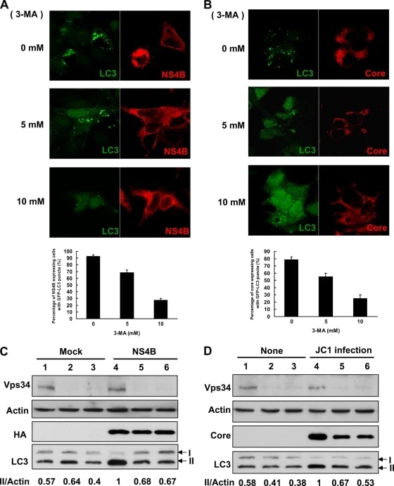 VPS34 Antibody (38-2100)