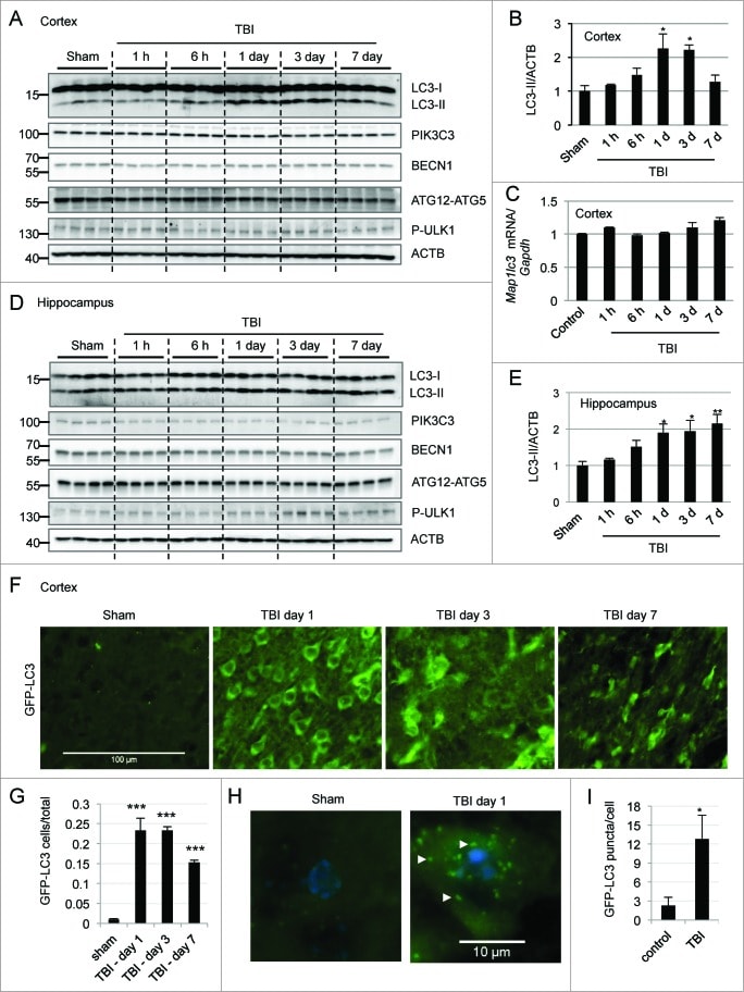 VPS34 Antibody (38-2100)