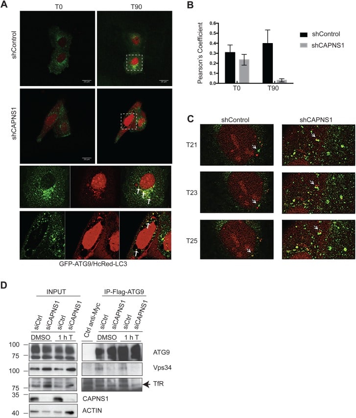VPS34 Antibody (38-2100)