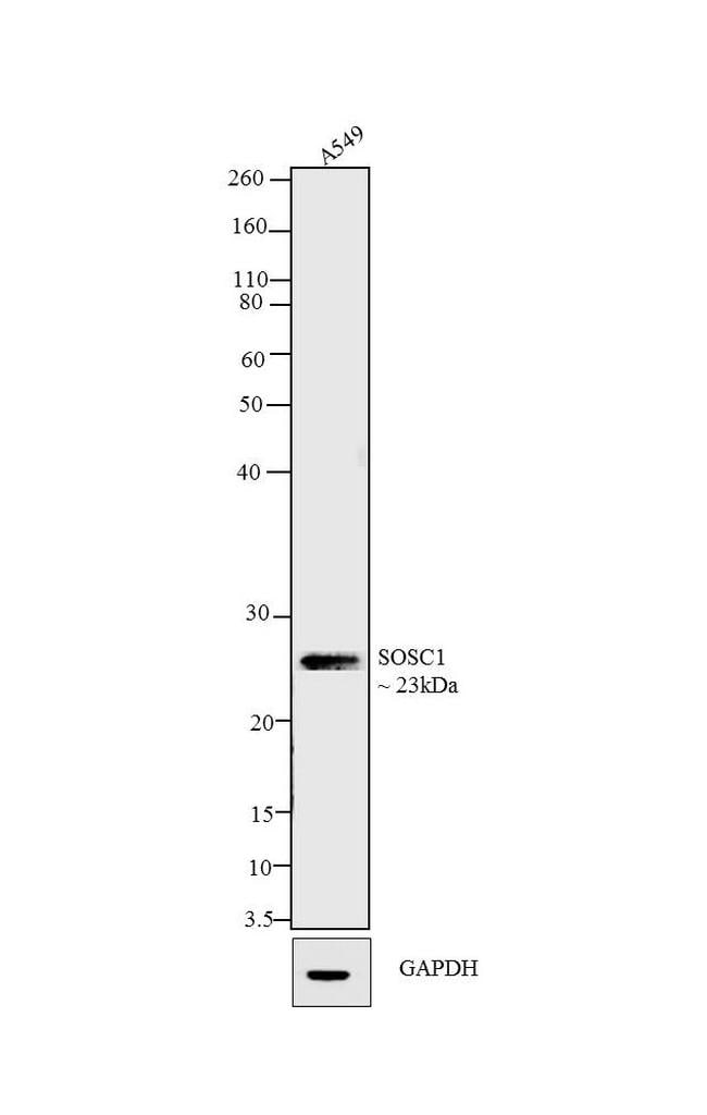 SOCS1 Antibody (38-5200)