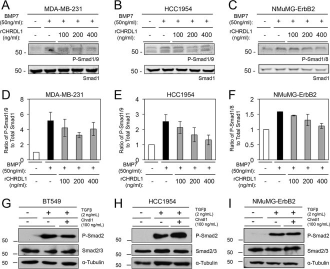 SMAD1 Antibody (38-5400)
