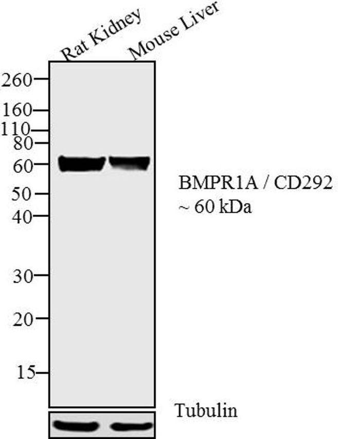 BMPR1A Antibody (38-6000)