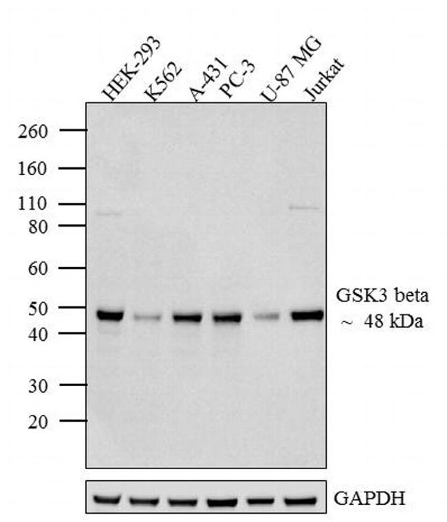 GSK3B Antibody (39-9500)