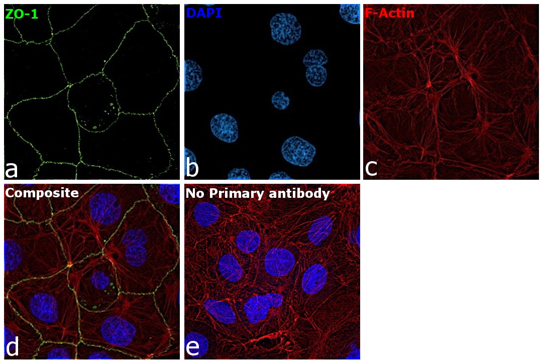 ZO-1 Antibody (40-2200)