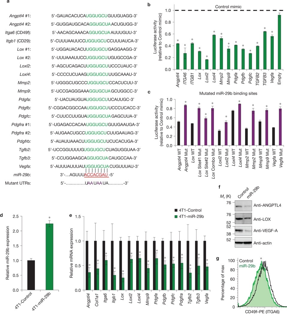 CD49f (Integrin alpha 6) Antibody, PE (12-0495-82)
