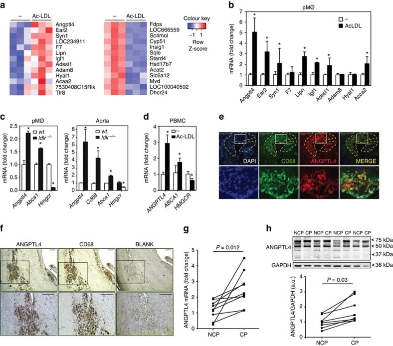ANGPTL4 Antibody (40-9800)