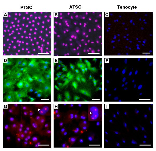 SSEA4 Antibody (41-4000)