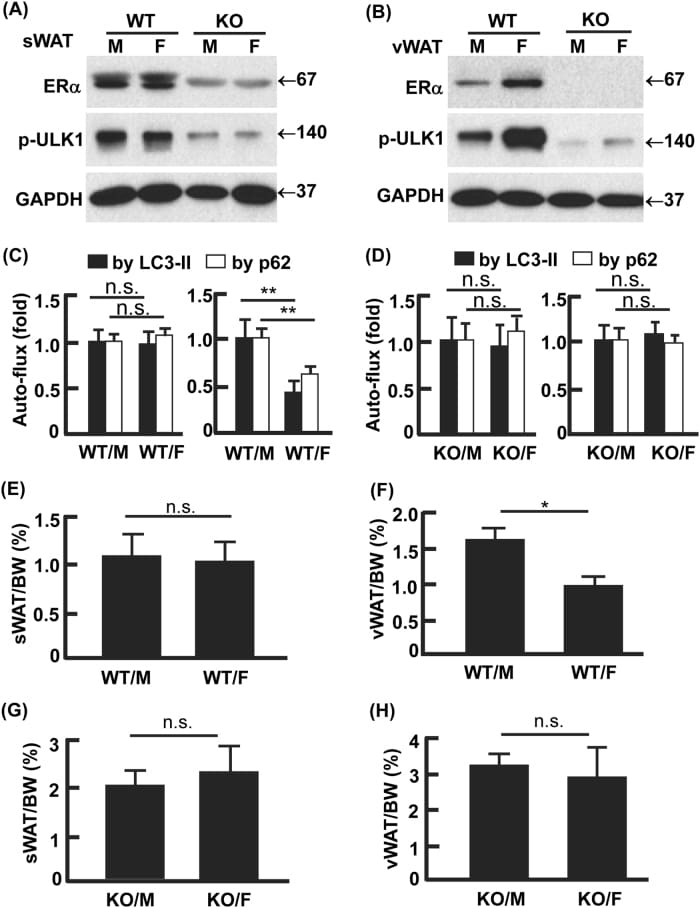 GAPDH Loading Control Antibody, DyLight™ 680 (MA5-15738-D680)