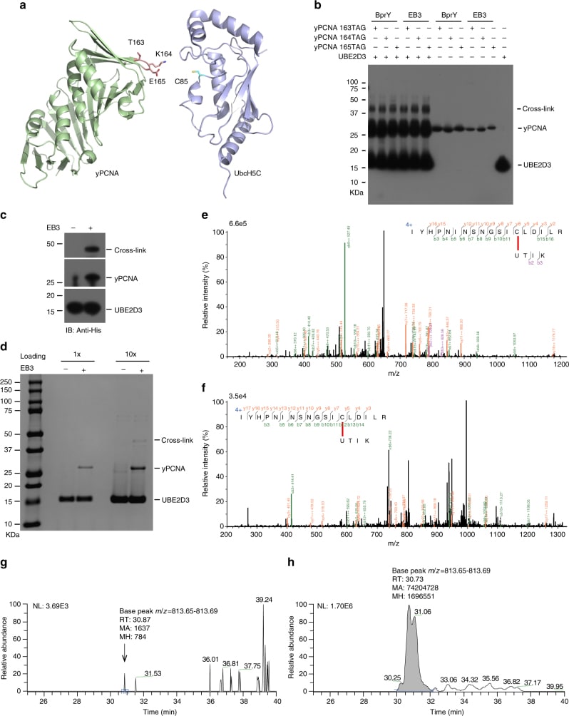 6x-His Tag Antibody, HRP (MA1-21315-HRP)