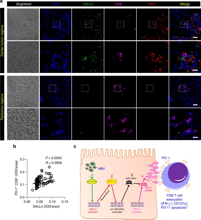 CD8a Antibody, eFluor™ 450 (48-0081-82)