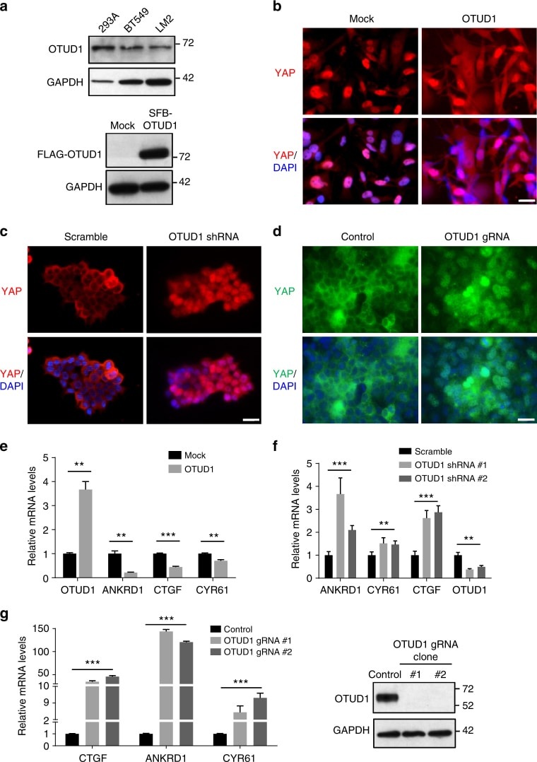 GAPDH Loading Control Antibody, DyLight™ 680 (MA5-15738-D680)