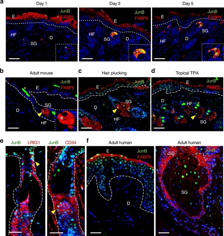 CD34 Antibody (14-0341-82)
