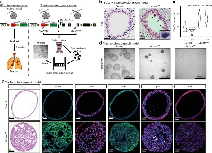 SOX2 Antibody (14-9811-82)