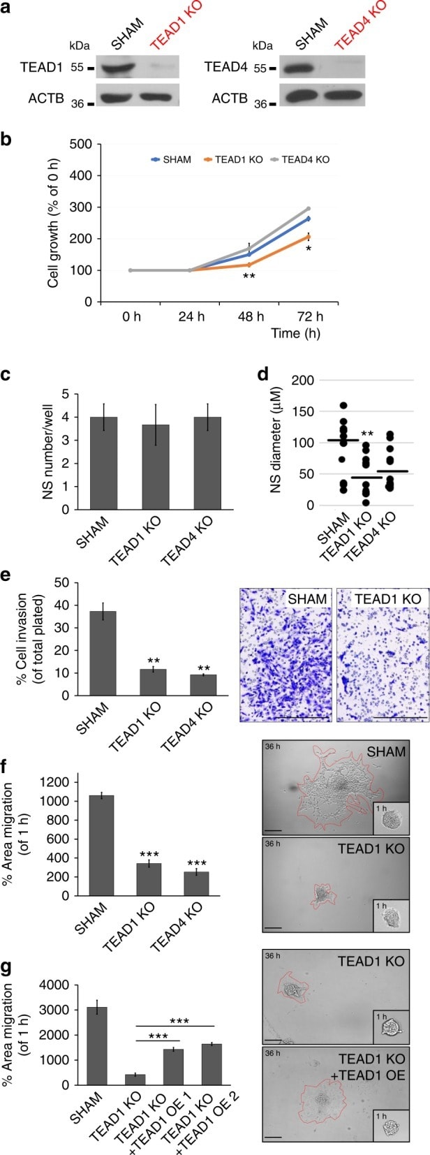 TEF1 Antibody (PA5-37075)