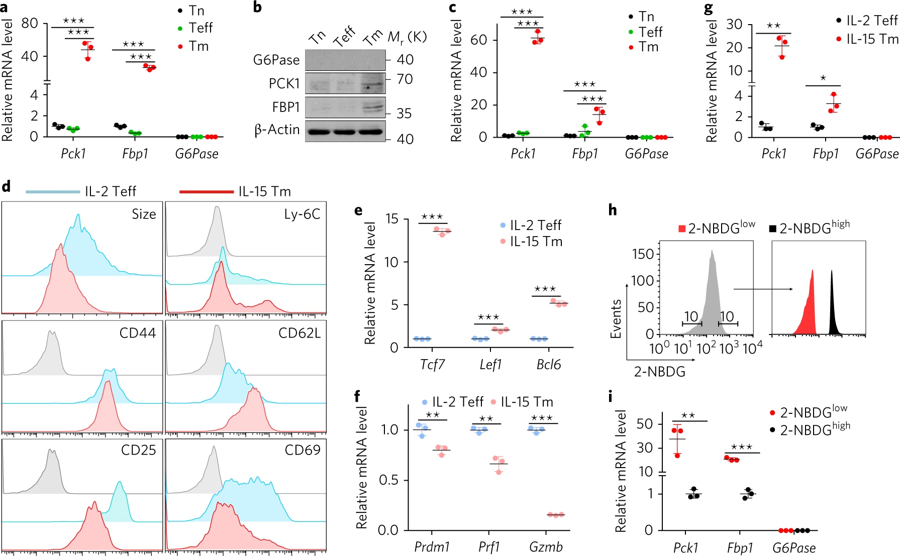 CD69 Antibody, FITC (11-0691-82)