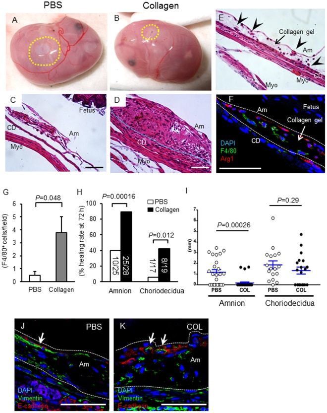 F4/80 Antibody, eFluor® 570 (41-4801-82)