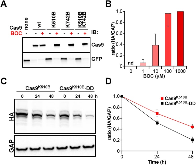 HA Tag Antibody (26183-1MG)