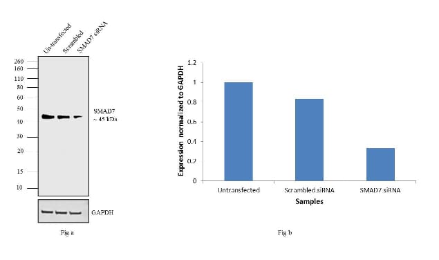 SMAD7 Antibody (42-0400)