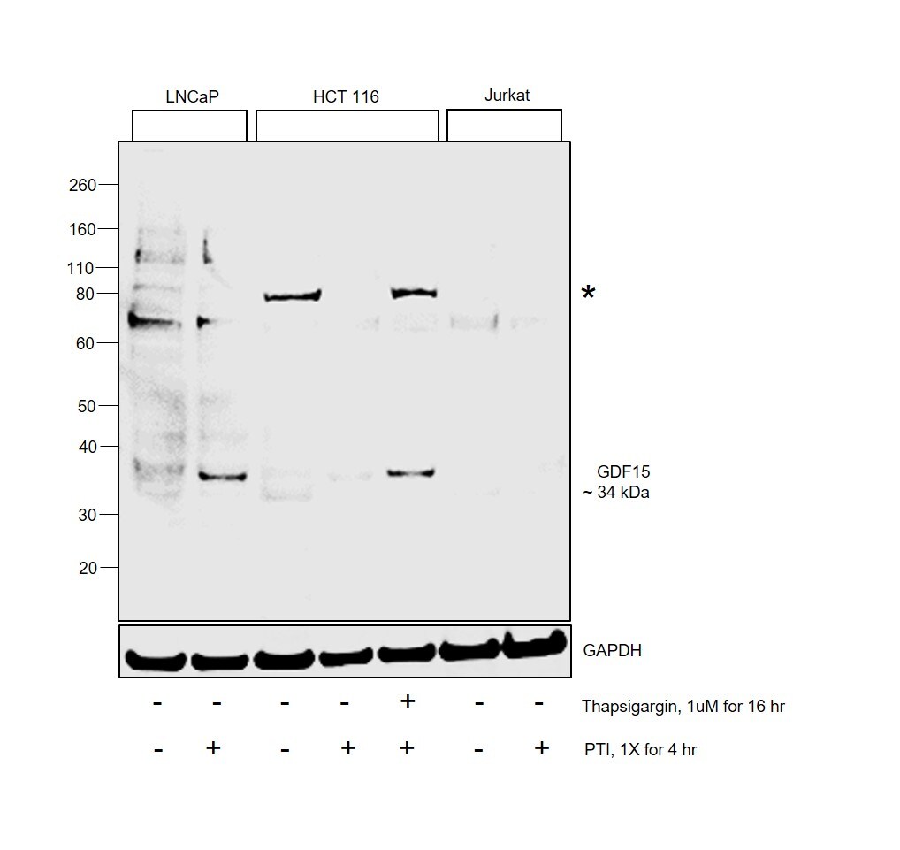 GDF15 Antibody (42-1700)
