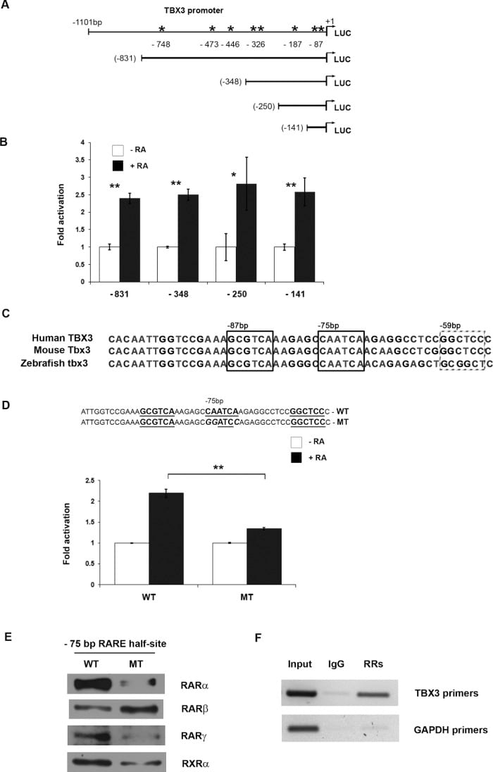 TBX3 Antibody (42-4800)