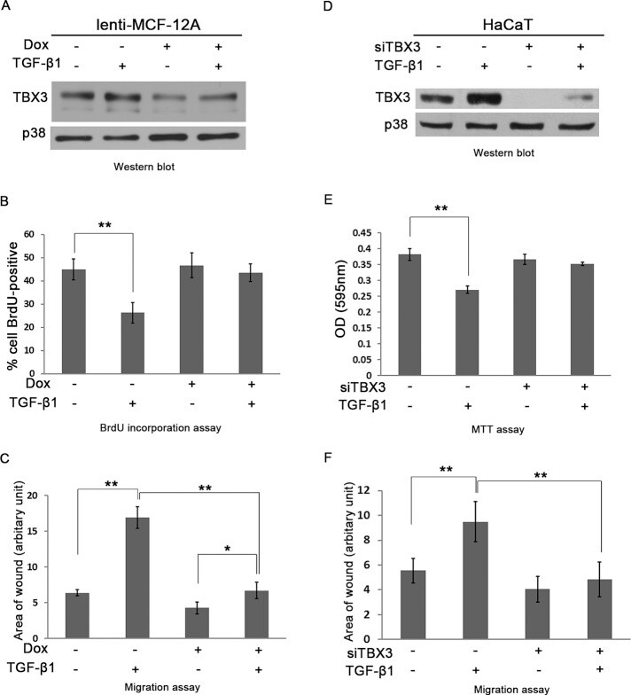 TBX3 Antibody (42-4800)