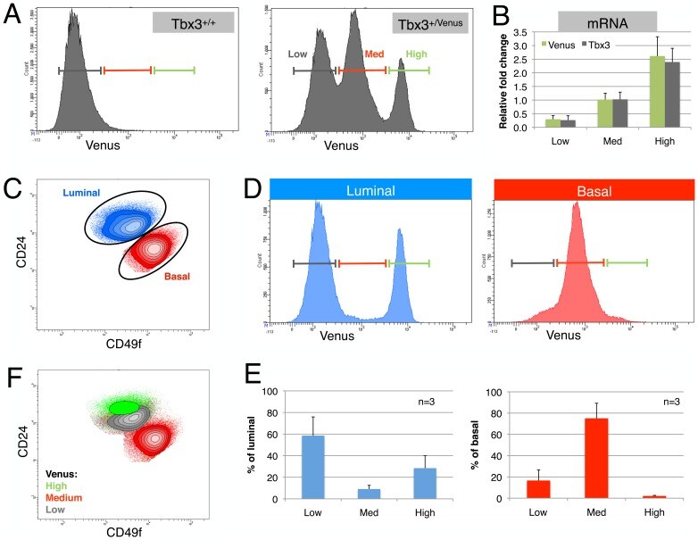 TBX3 Antibody (42-4800)