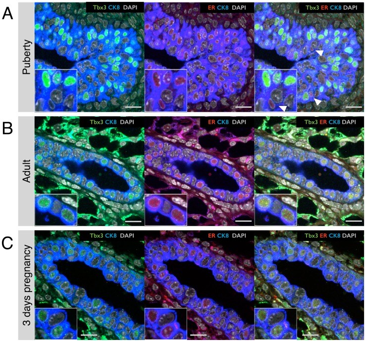 TBX3 Antibody (42-4800)