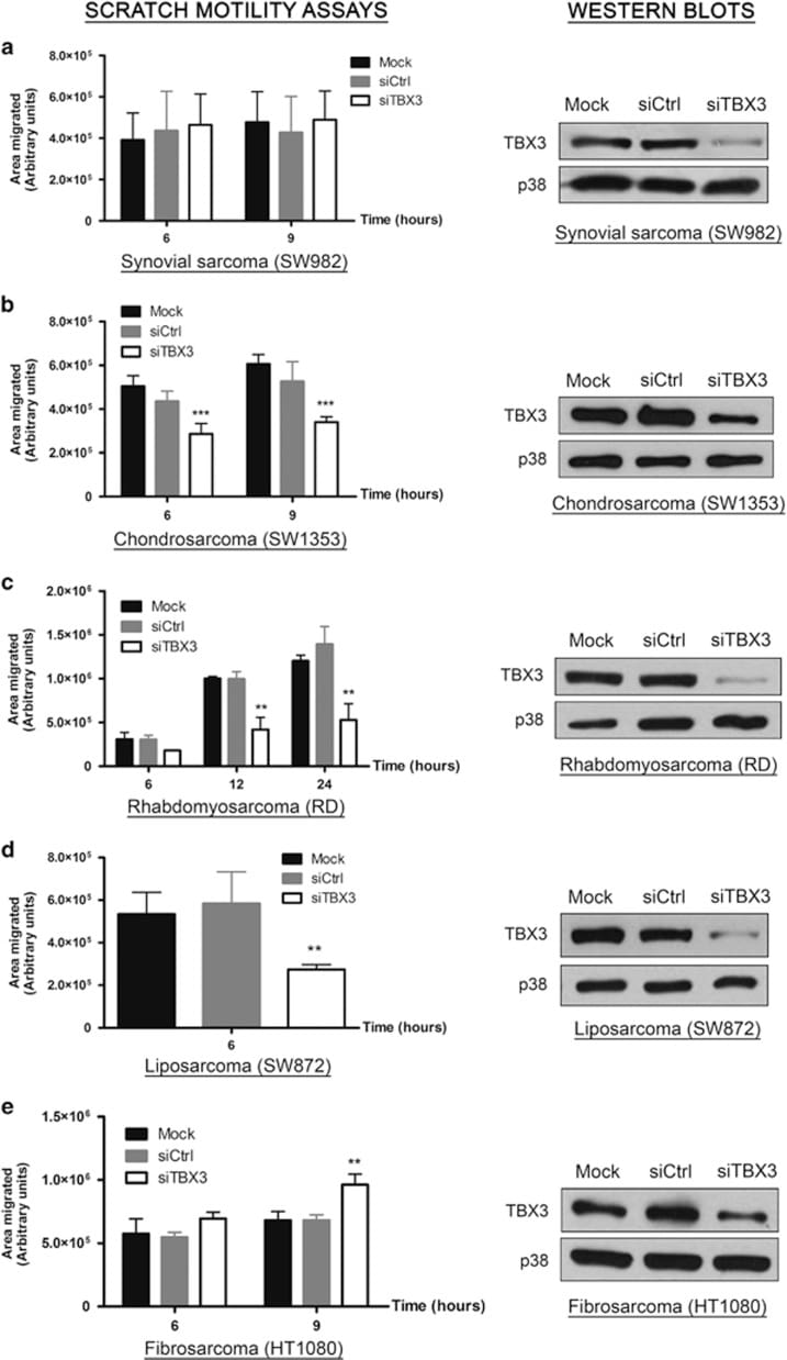 TBX3 Antibody (42-4800)