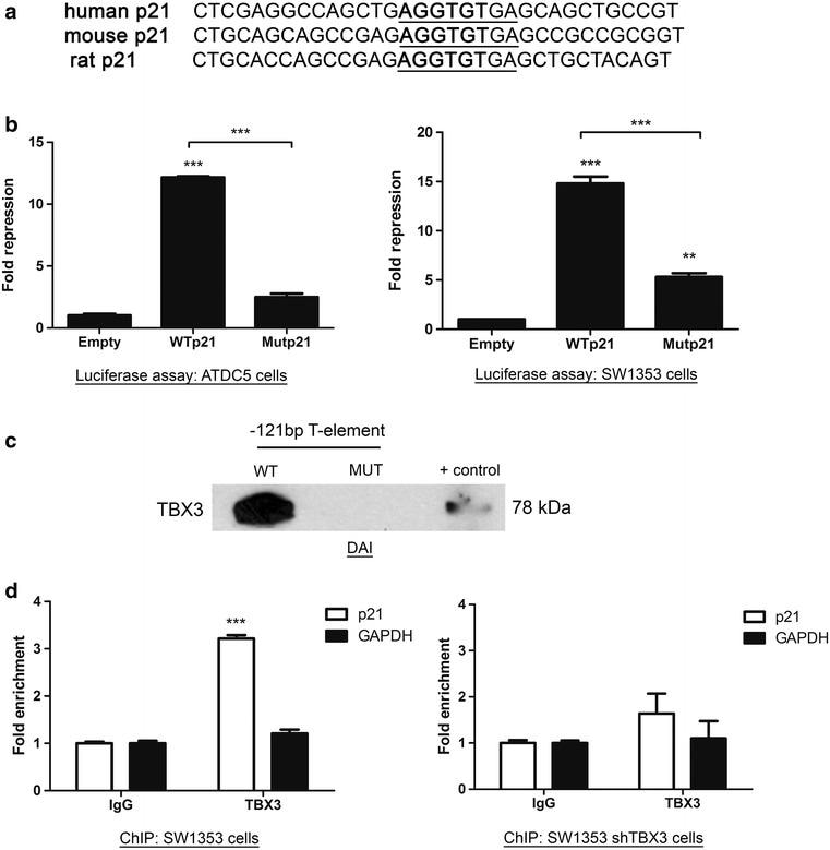 TBX3 Antibody (42-4800)