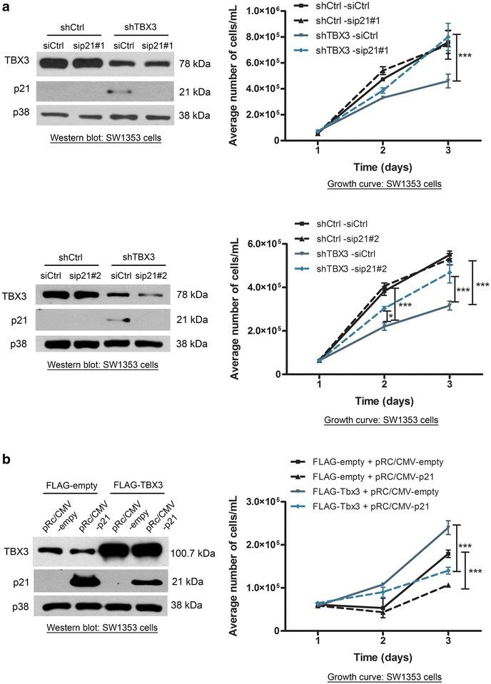 TBX3 Antibody (42-4800)