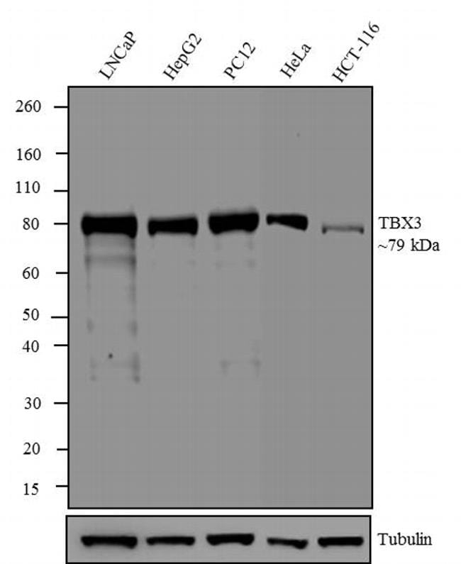 TBX3 Antibody (42-4800)