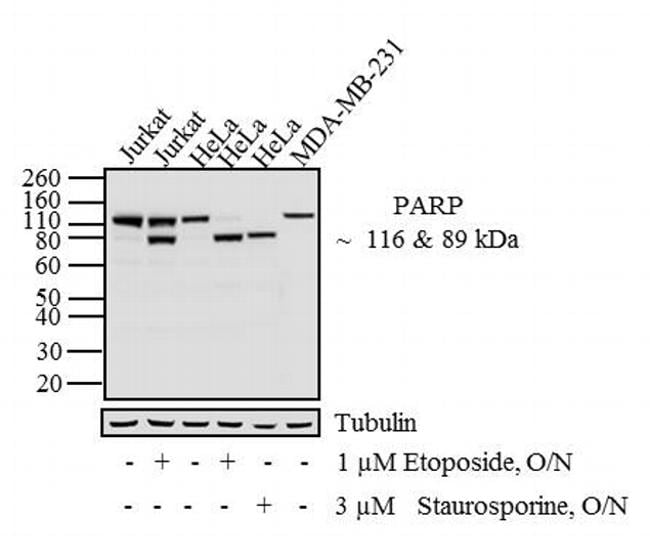 PARP1 Antibody (436400)