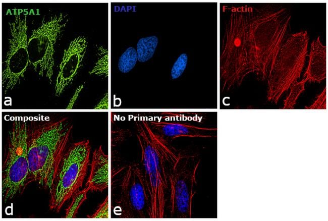 ATP5A1 Antibody (43-9800)