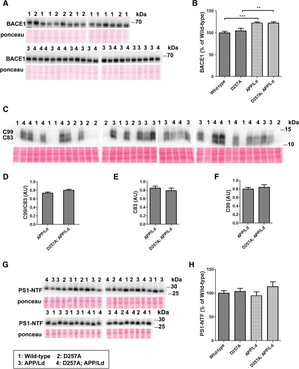 beta Amyloid (1-42) Antibody (44-344)