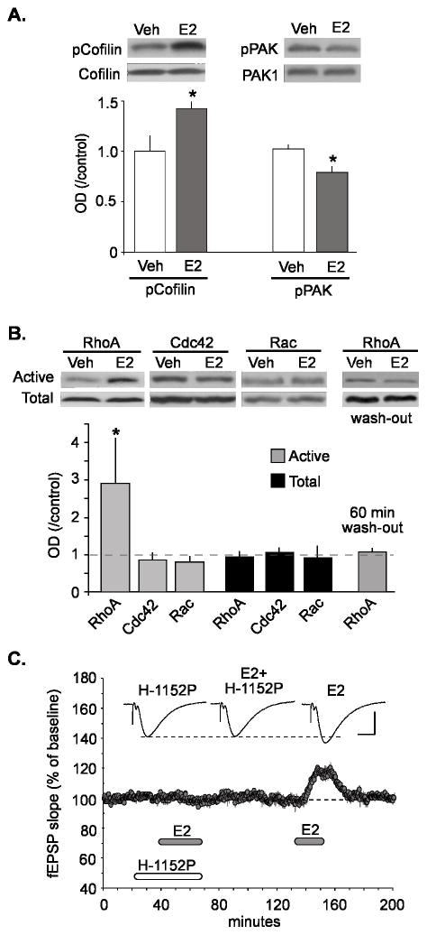 Phospho-PAK1/2/3 (Ser141) Antibody (44-940G)