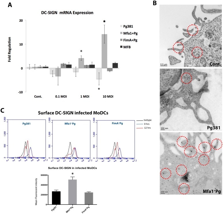 CD209 (DC-SIGN) Antibody, PE (12-2099-42)