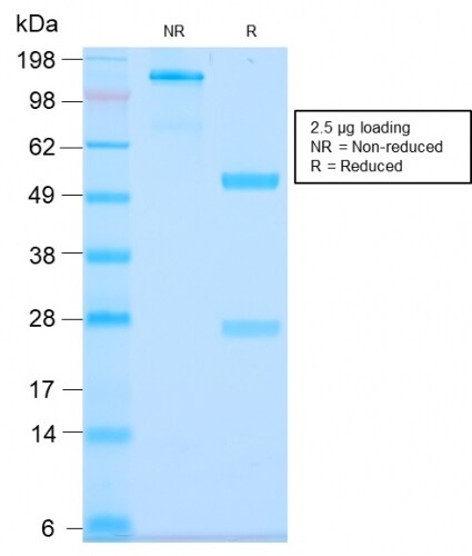 MUC3 (Mucin 3) Antibody (4584-RBM3-P1)