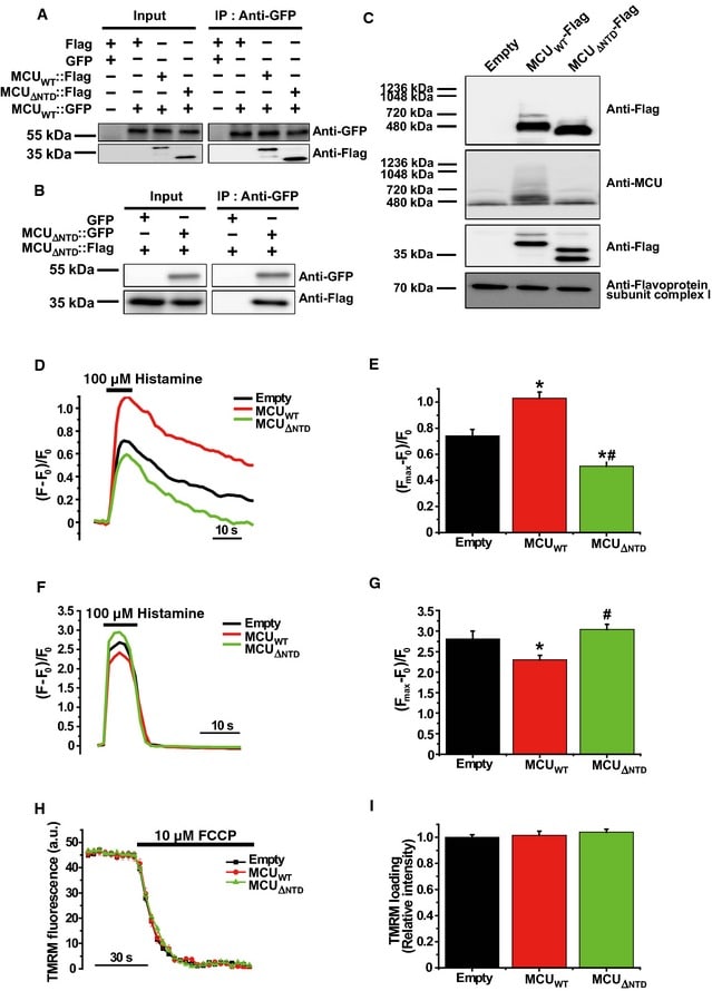 SDHA Antibody (459200)